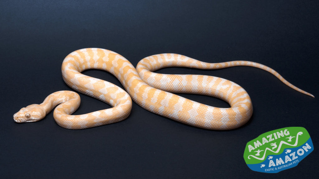 Albino Darwin Carpet Python | Aquarium and Reptiles | Amazing Amazon