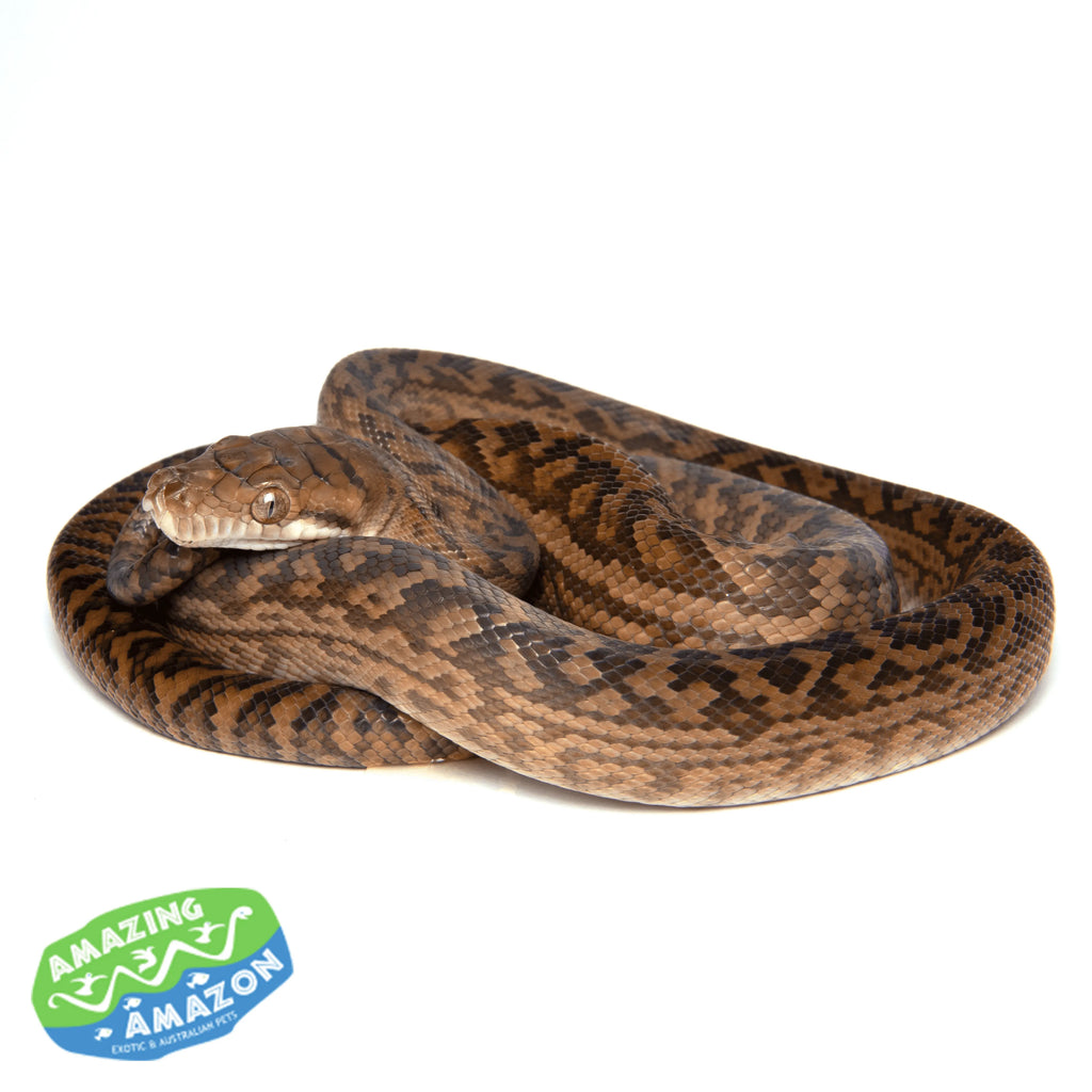 Amethystine (Scrub) Python | Aquarium and Reptiles | Amazing Amazon