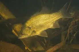 Australian Bass | Aquarium and Reptiles | Amazing Amazon