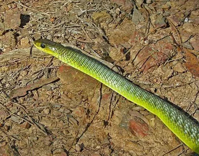 Common Tree Snake | Aquarium and Reptiles | Amazing Amazon