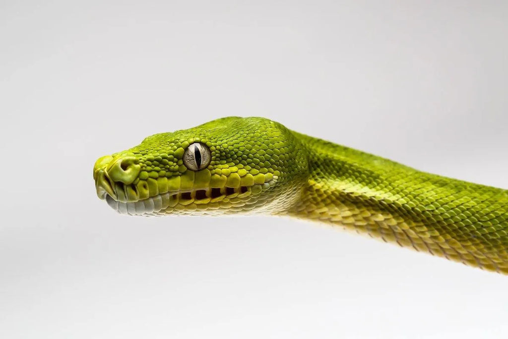 Green Tree Pythons | Aquarium and Reptiles | Amazing Amazon