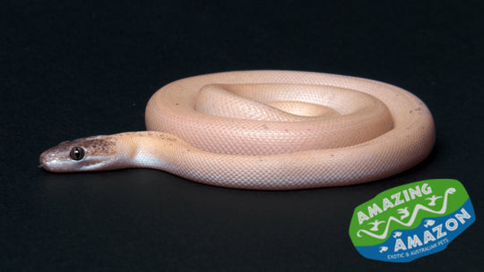 Shop PYTHONS / SNAKES FOR SALE at Amazing Amazon | Amazing Amazon