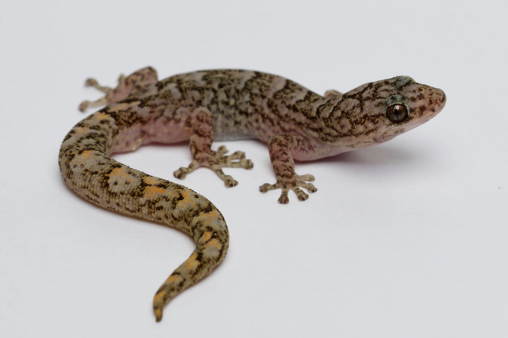 Marbled Gecko | Aquarium and Reptiles | Amazing Amazon