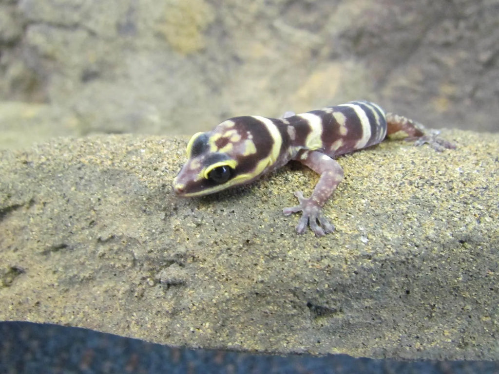 Marbled Velvet Geckos | Aquarium and Reptiles | Amazing Amazon