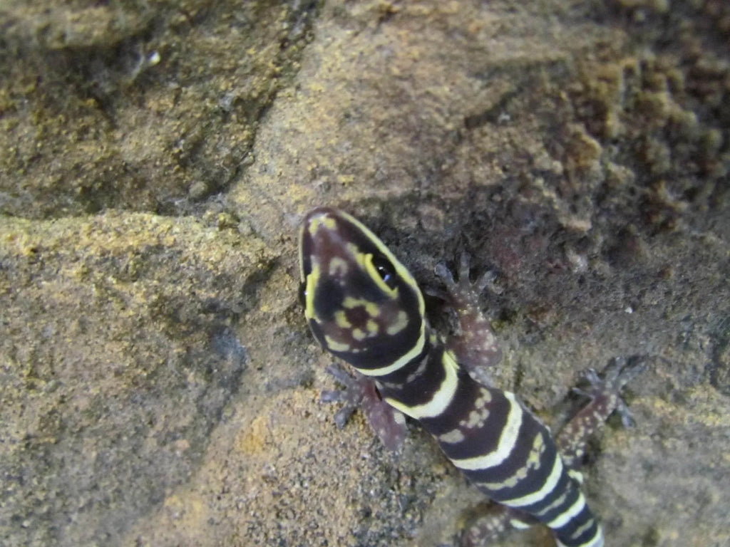 Marbled Velvet Geckos | Aquarium and Reptiles | Amazing Amazon