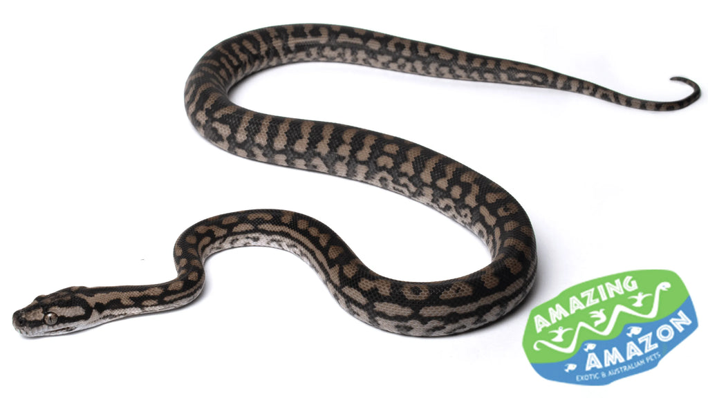Murray Darling (Vic) Carpet Python | Aquarium and Reptiles