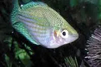 Murray River Rainbows | Aquarium and Reptiles | Amazing Amazon