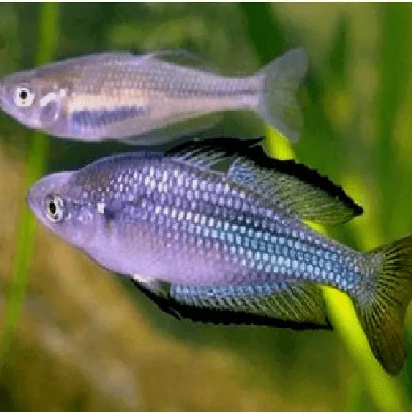 Murray River Rainbows | Aquarium and Reptiles | Amazing Amazon