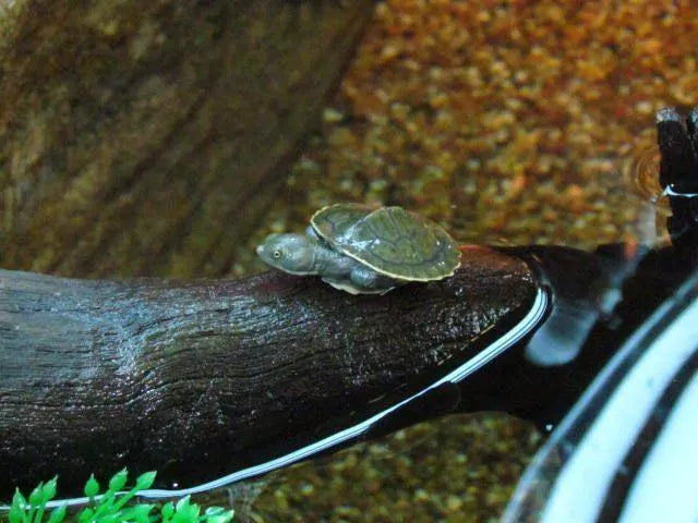 Murray River Turtles (Shortneck) | Aquarium and Reptiles