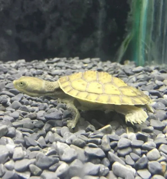 Murray River Turtles (Shortneck) | Aquarium and Reptiles