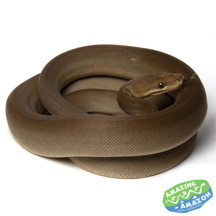 Shop PYTHONS / SNAKES FOR SALE at Amazing Amazon | Amazing Amazon