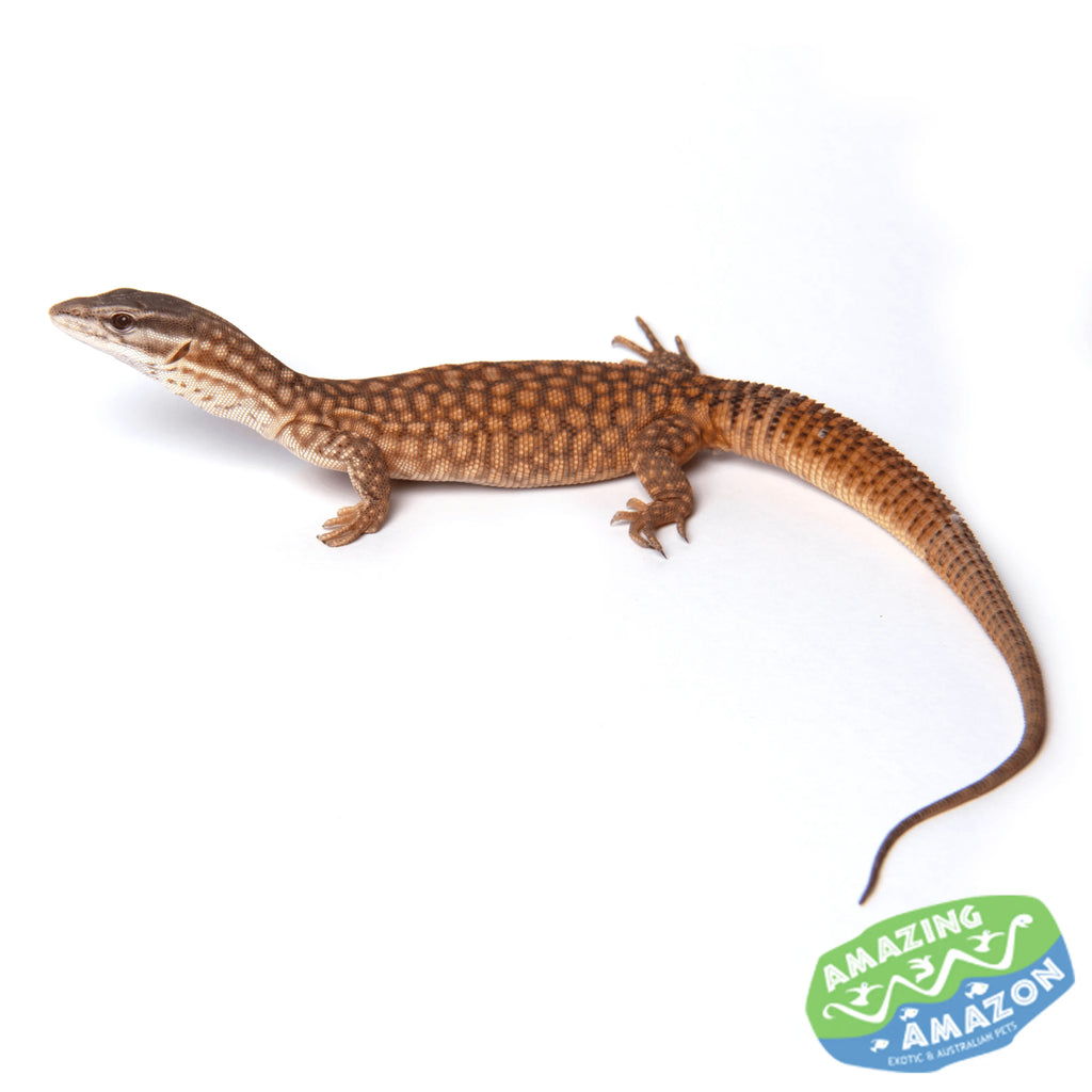Ridge Tail Monitors | Aquarium and Reptiles | Amazing Amazon