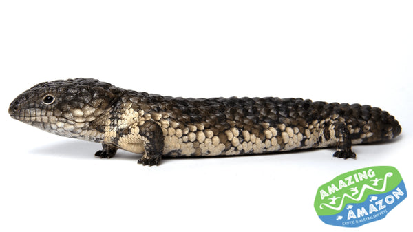Shingleback Lizard | Aquarium and Reptiles | Amazing Amazon