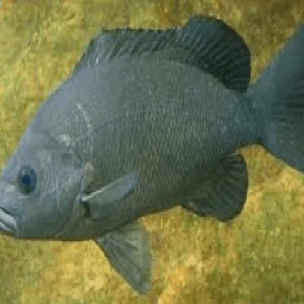Shop AQUARIUM - AQUARIUM FISH - AUSTRALIAN NATIVE FISH at Amazing Amazon