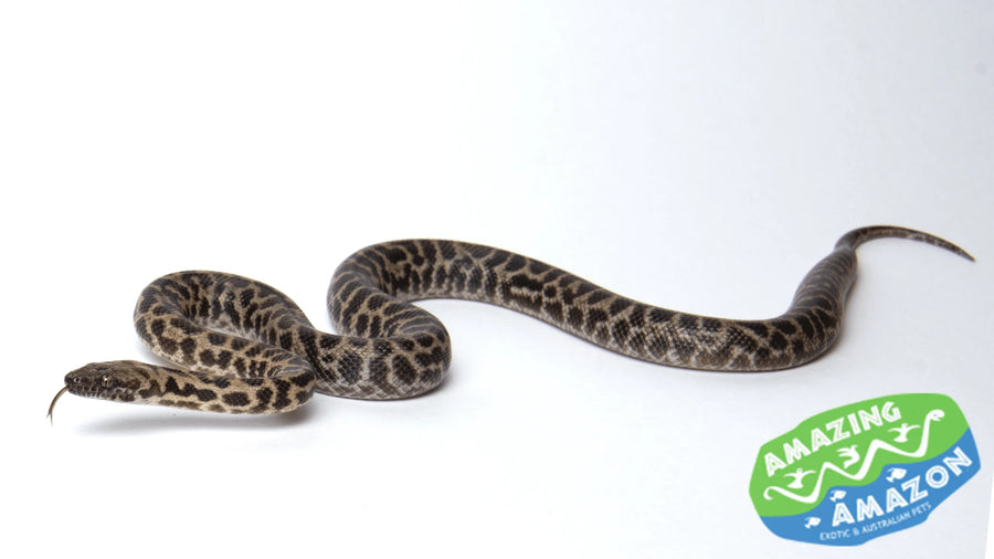 Shop PYTHONS / SNAKES FOR SALE at Amazing Amazon | Amazing Amazon