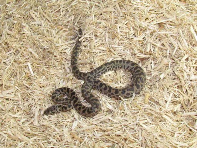 Shop PYTHONS / SNAKES FOR SALE at Amazing Amazon | Amazing Amazon