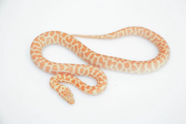 Shop Snakes & Pythons for Sale at Amazing Amazon | Amazing Amazon