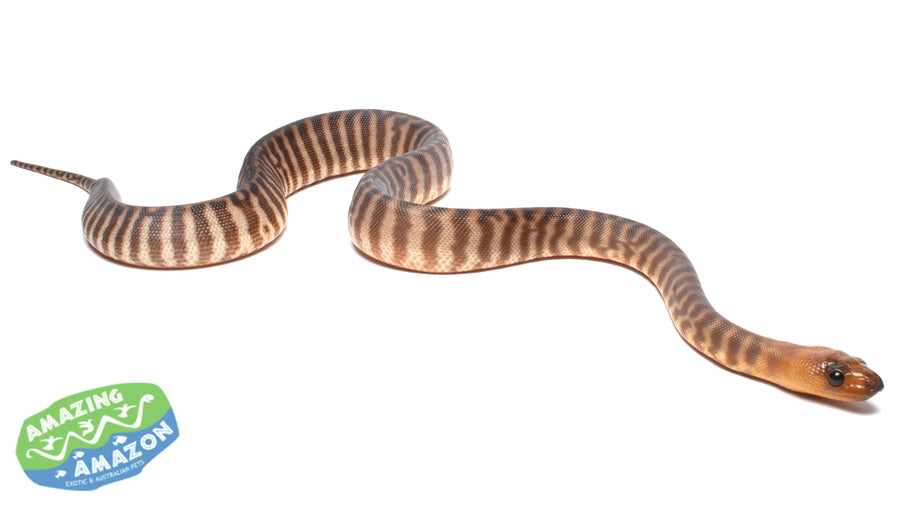 Shop PYTHONS / SNAKES FOR SALE at Amazing Amazon | Amazing Amazon